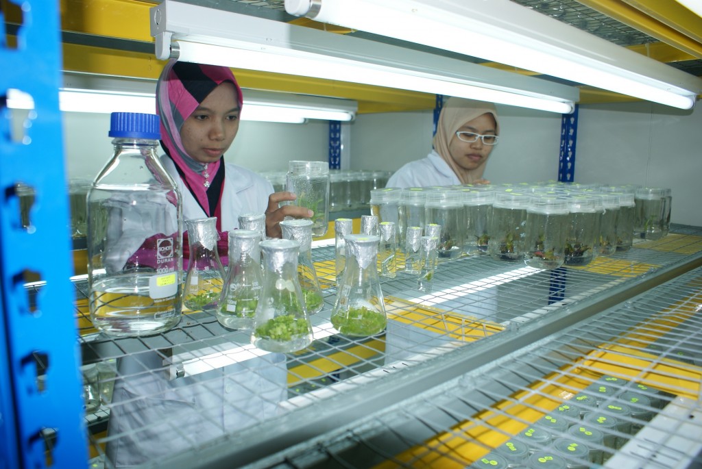 Kultur Tisu – Kelantan Biotech Corporation Sdn Bhd